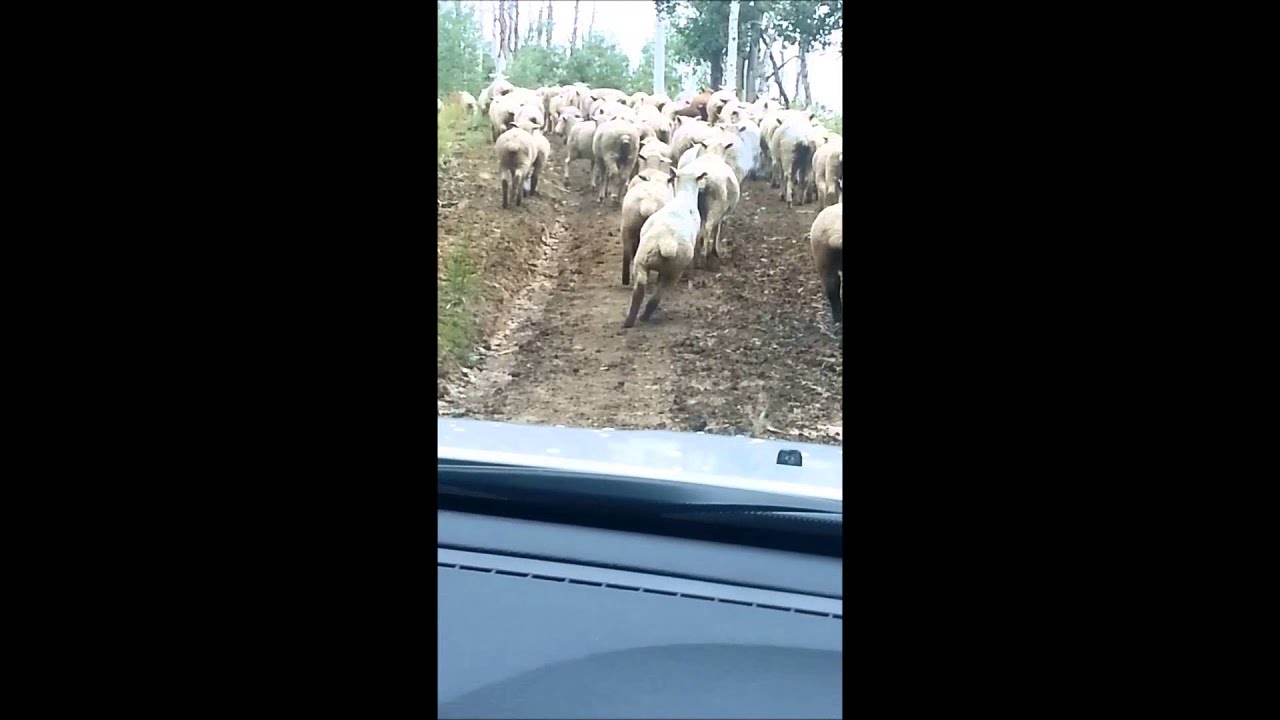 Chasing Sheep HD - YouTube
