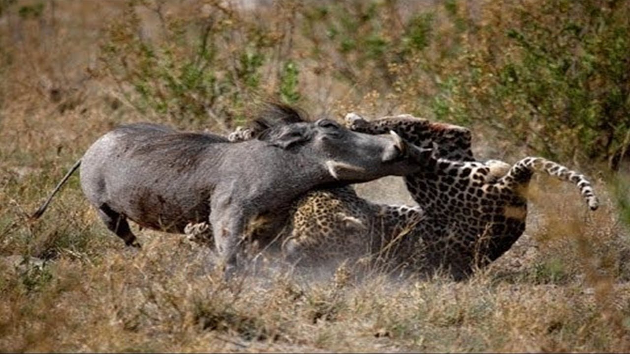믿을 수없는 멧돼지의 힘! vs Leopard,crocodile,Lion - wild world - YouTube
