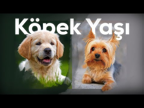 Köpek Yaşı Nasıl Hesaplanır? 7 ile Çarpma Yöntemini Unutun!