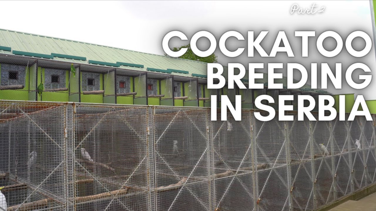 Parrot Breeding in Serbia - PART II - Sun Conures, Hybrid Macaws & Co ...