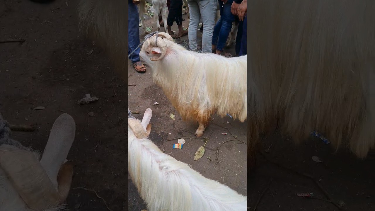 phantom goat|| surat || - YouTube