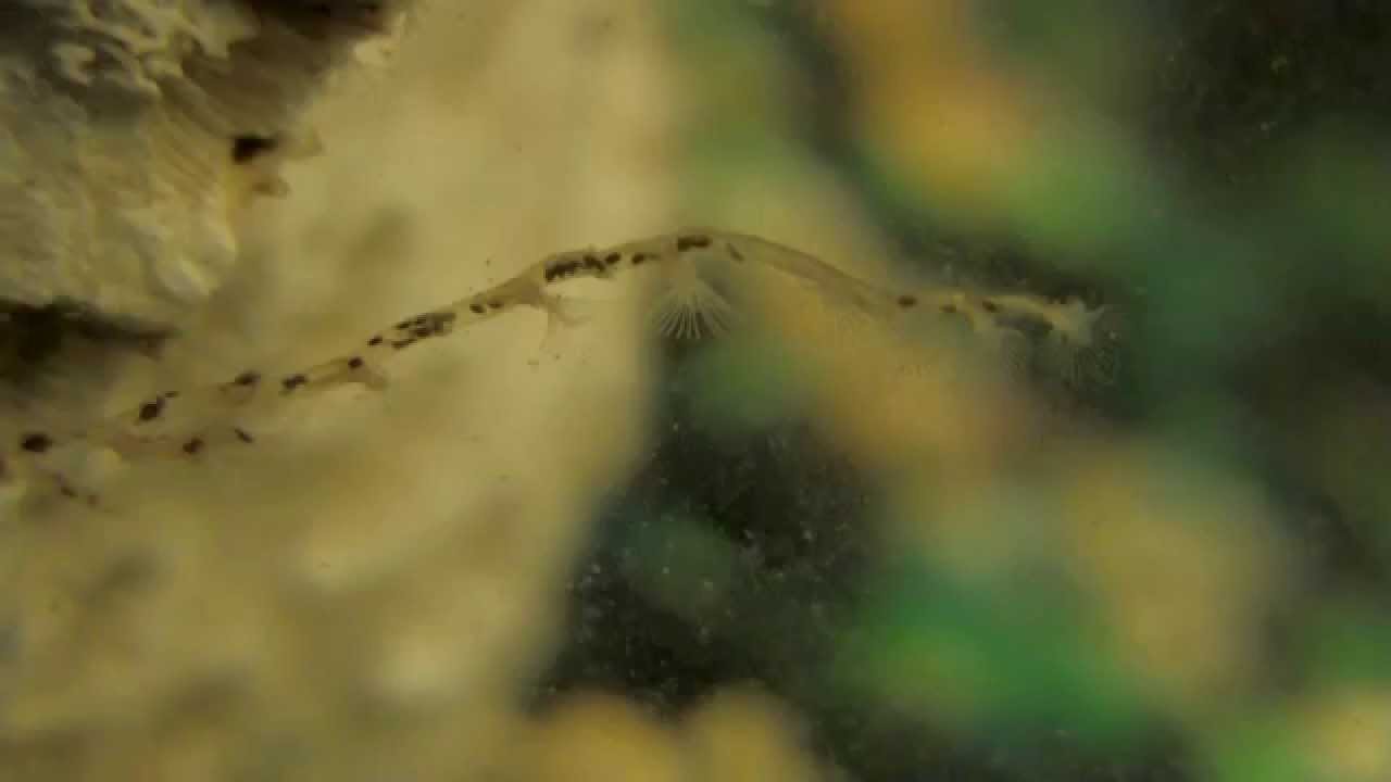 Bryozoans - bugula in freshwater aquarium (formerly hydroid / obelia ...