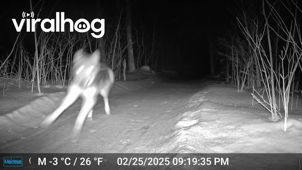 Wolf Plays With Trail Camera || ViralHog - YouTube