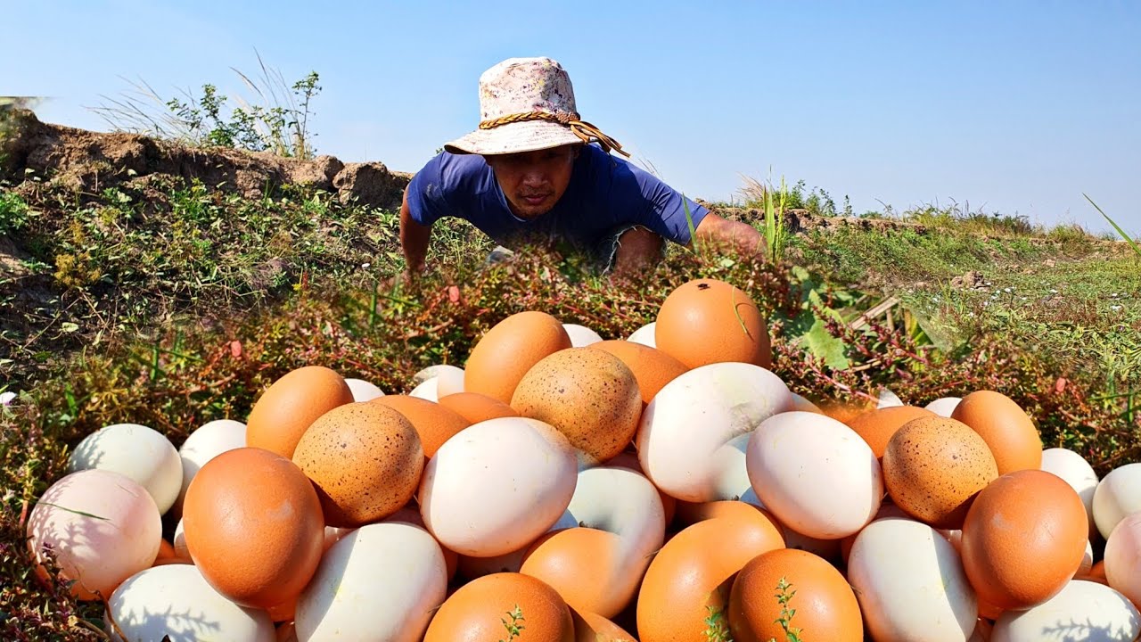 best video fishing! a lucky man picking a lots eggs in best place by ...
