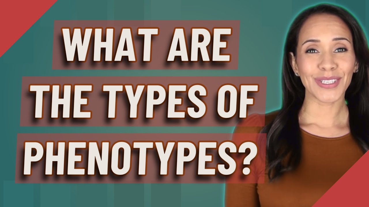 What are the types of phenotypes? - YouTube