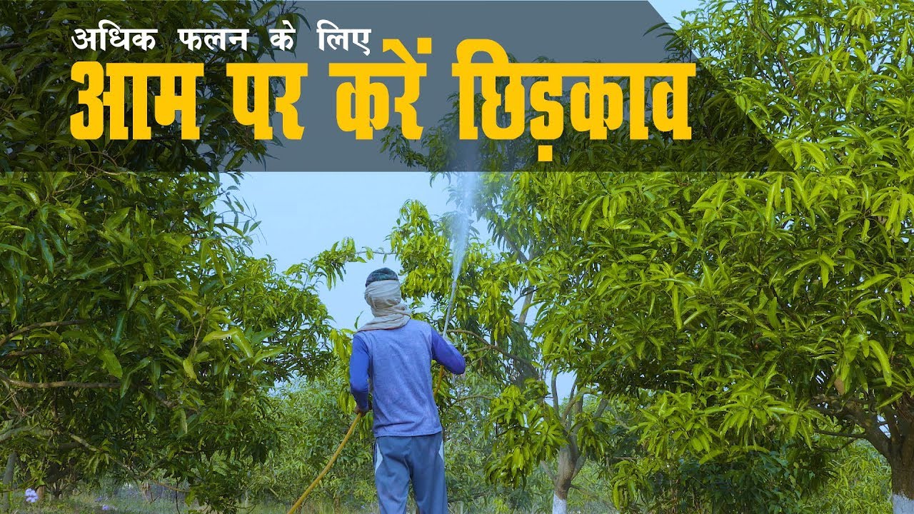 Mango Tree Spray for Better Fruiting ( आम में अधिक फलन के लिए करें ...