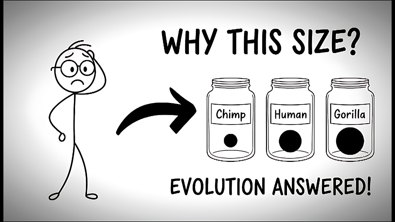 What Your Testicle Size Actually Says About You (Scientifically) - YouTube