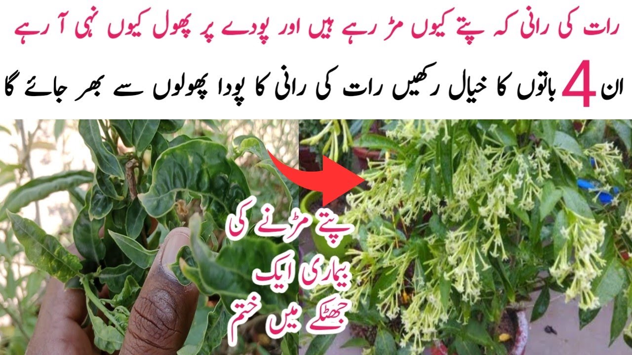 Night Queen plant care and tips | Raat ki rani pr phool lane ka best ...
