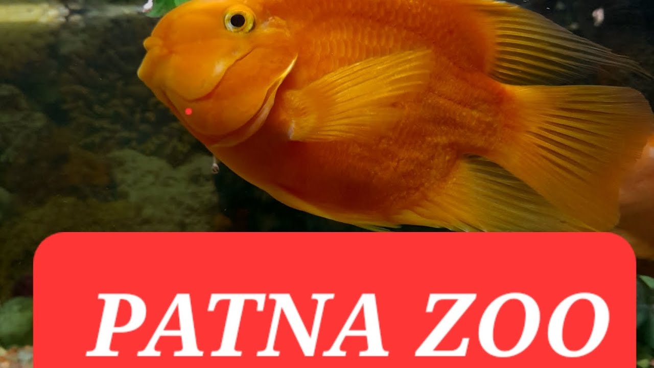 PATNA ZOO FISH HOUSE - YouTube