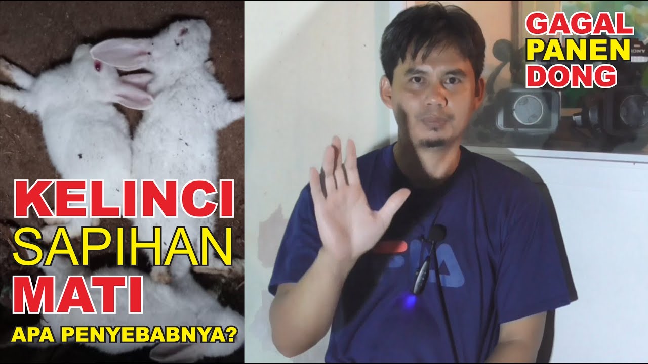 Kelinci Sapihan Mati - Penyebabnya Apa? - Kelinci Picture - YouTube
