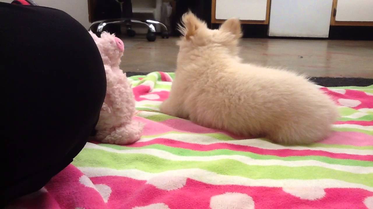 Nimble the puppy with nub legs - YouTube