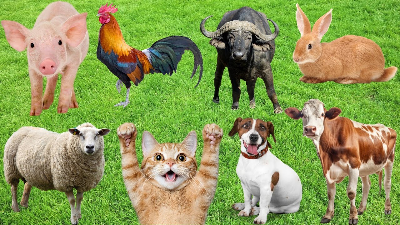 Explore Farm Animals: Sheep, Rabbit, Cow, Chicken, Cat, Horse, Goat ...