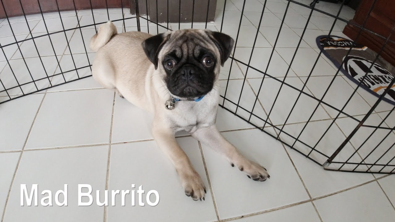 Burrito The Pug is Mad - YouTube