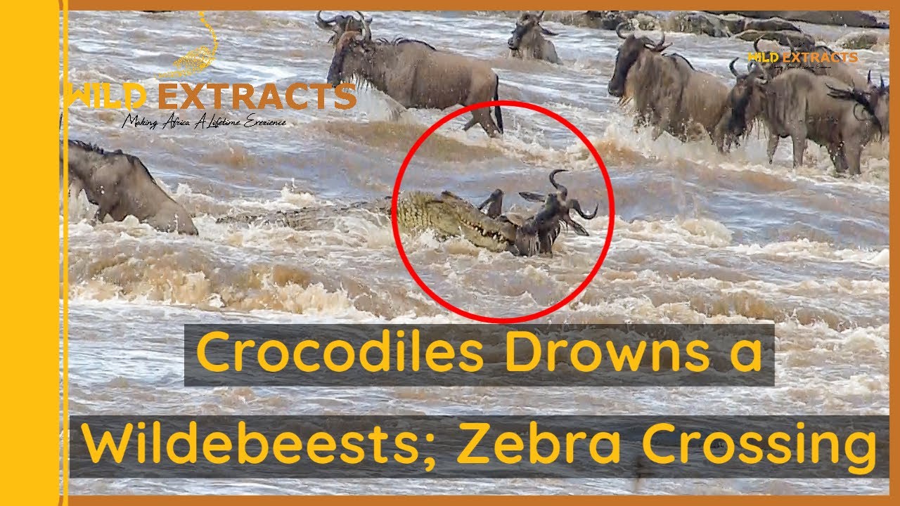 Wildebeest Migration Crocodile