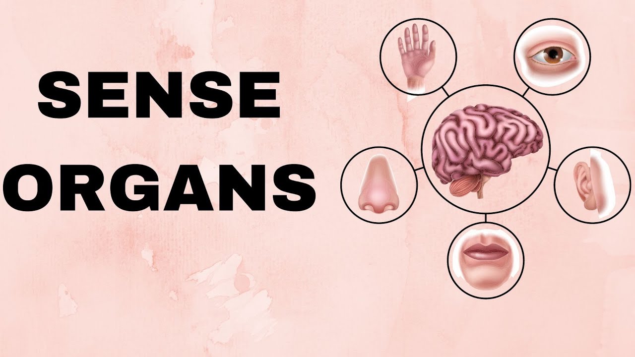 Sense Organs | My Body Parts | sense organs Worksheet | - YouTube