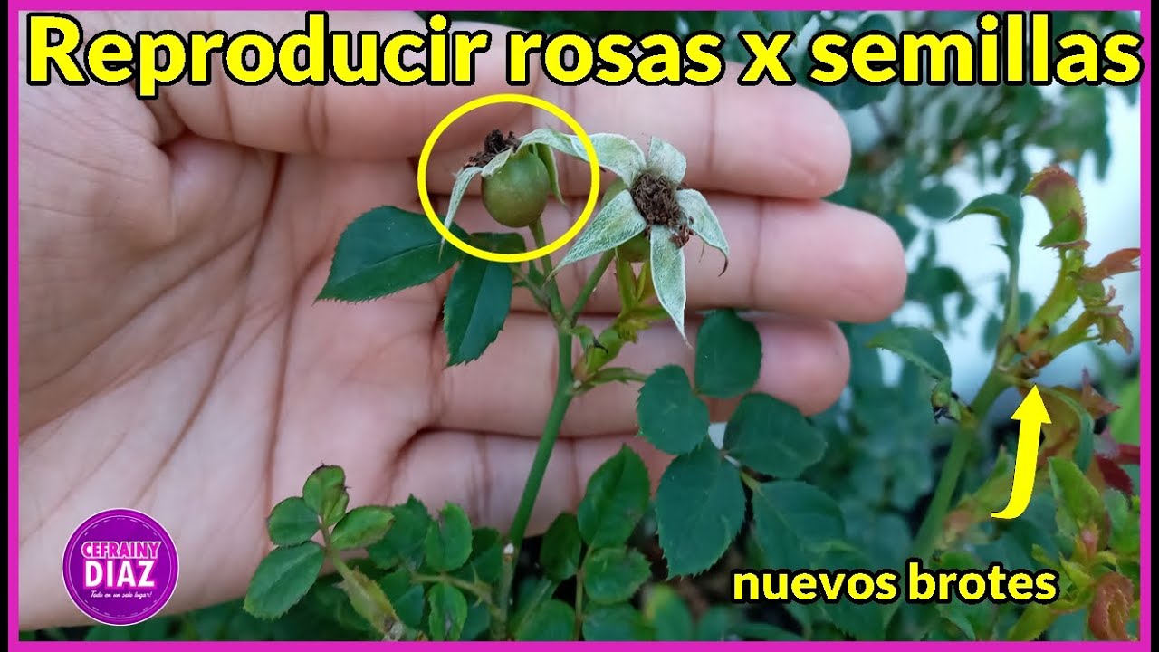 Como obtener semillas de rosas muy fácil, y como cortar las ramas para ...
