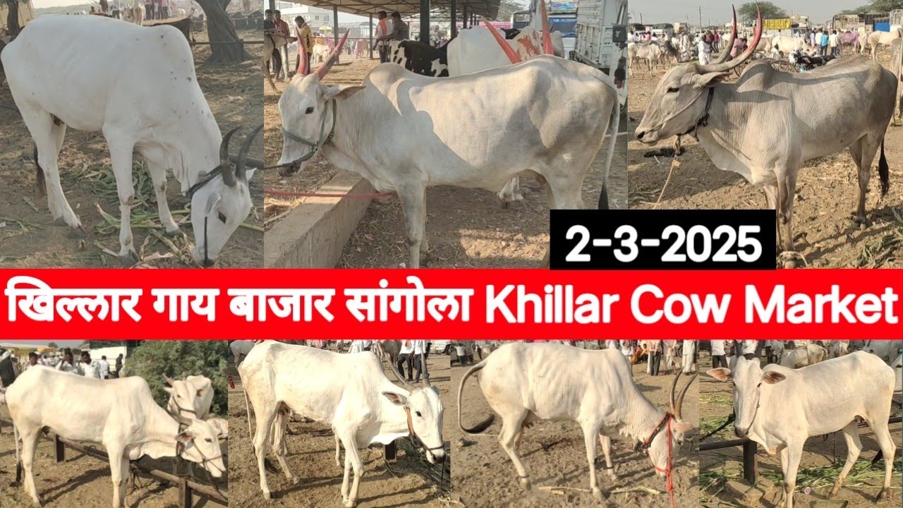 सांगोला खिल्लार गाय बाजार / Sangola Khillar Cow Market / चालू बाजारभाव ...
