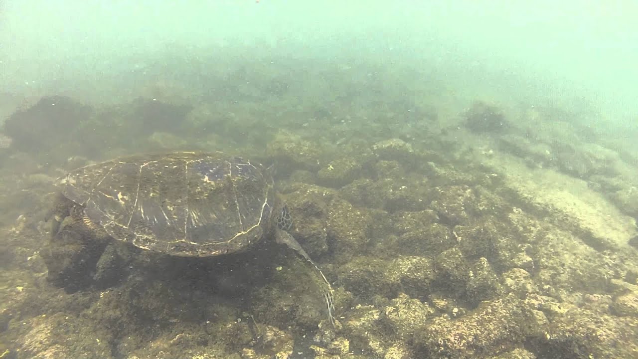 Turtle Fart - YouTube