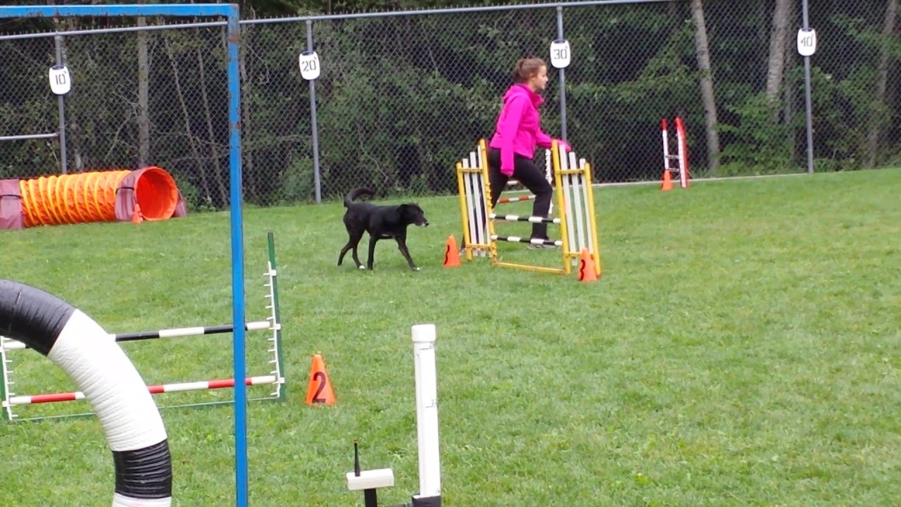 meeka-the-lab-mix-aac-agility-trial-jumpers-summer-2013-youtube