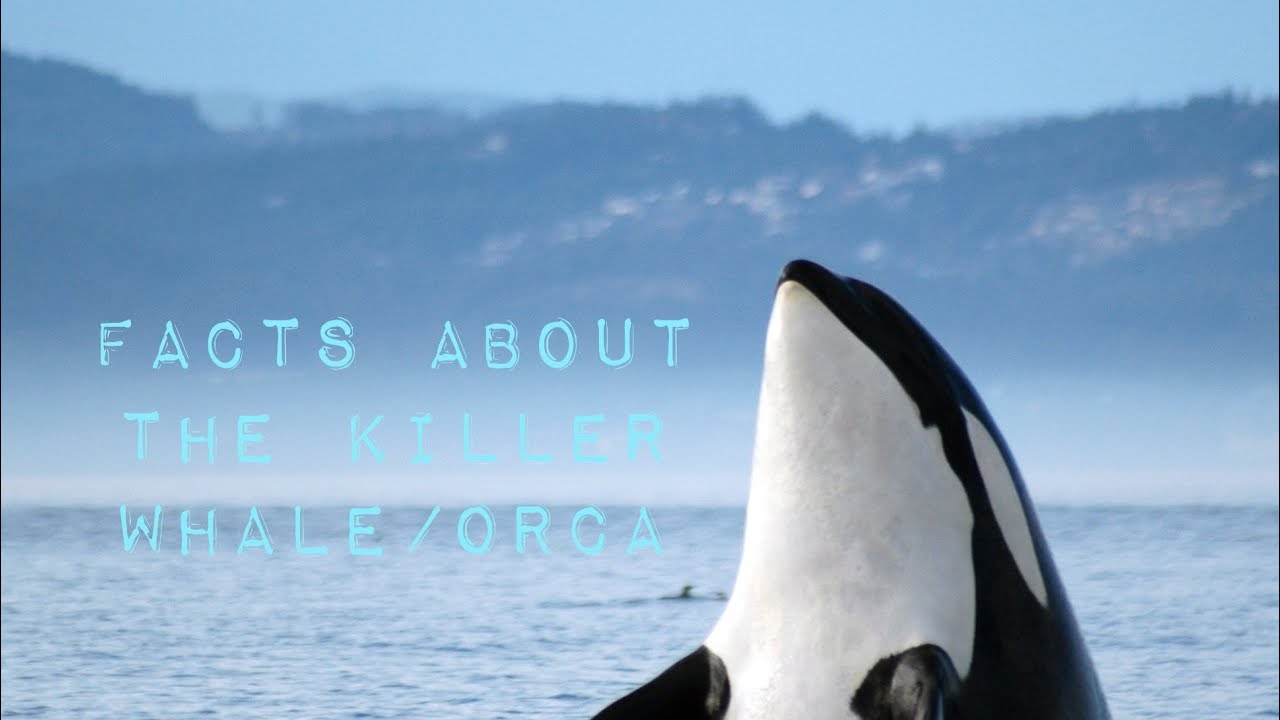 FACTS ABOUT ORCAS/KILLER WHALES - YouTube