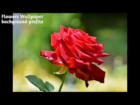 Red Rose Wallpaper Profile Background Hd Images Love Images | Beautiful Profile Background Hd Images