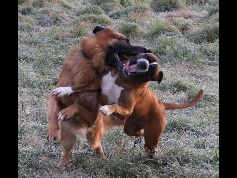 GERMAN SHEPHERD ATTACK BOXER