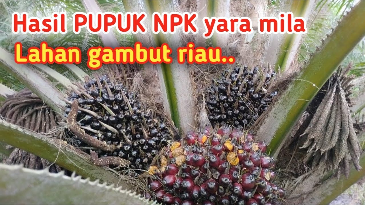 Bagus Ternyata lahan gambut di PUPUK NPK yara mila buah keluar semua ...