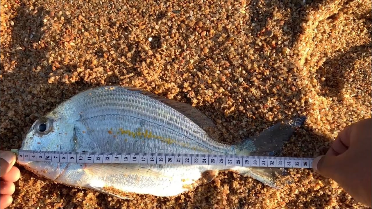 Cape Stumpnose @ Umdloti Beach Fishing 18 June 2022 - YouTube