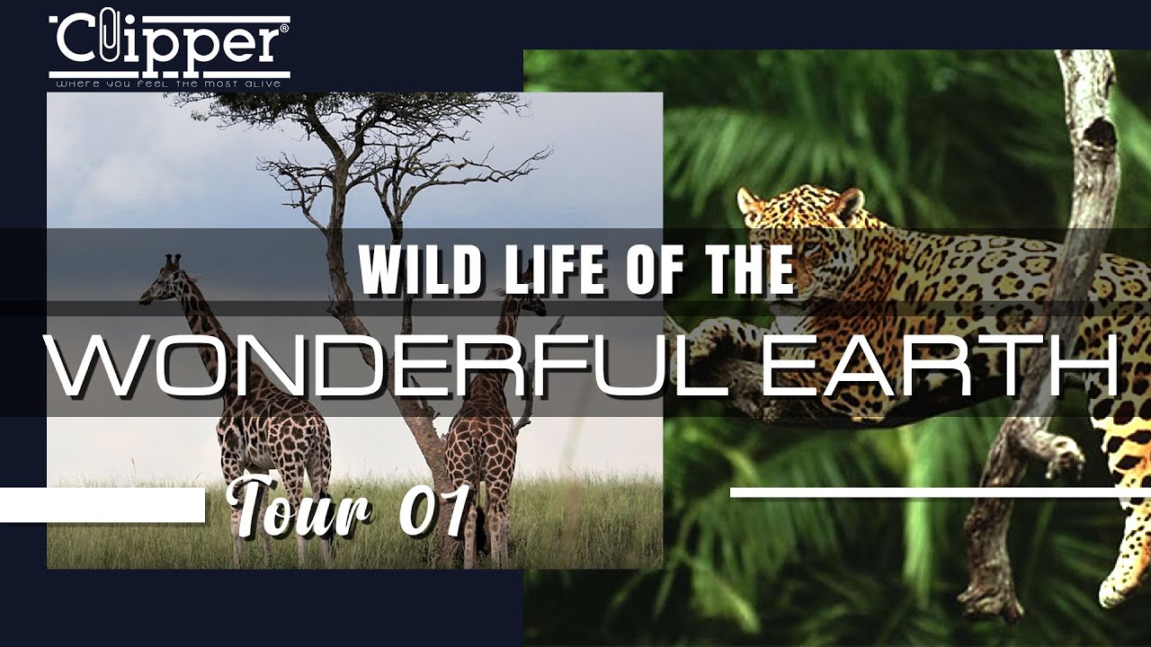 Wild Life of The Wonderful Earth Tour 01 - YouTube