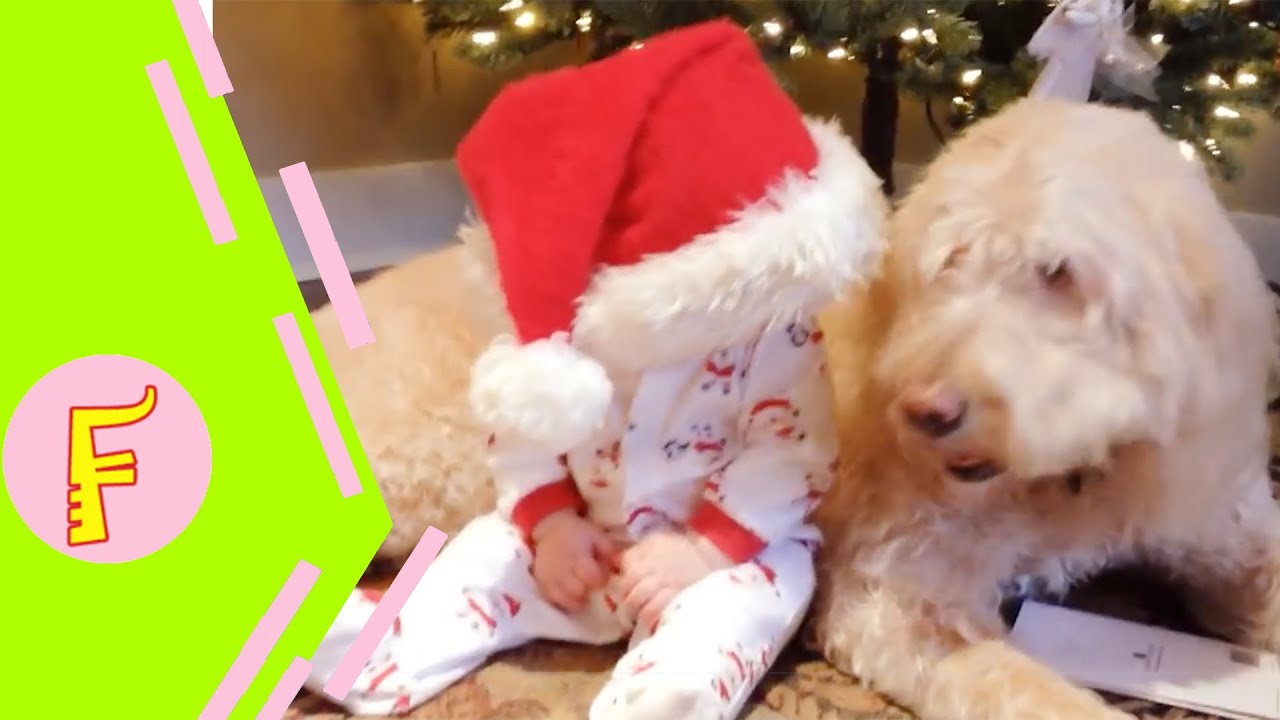 Cute Baby and Animals' Funny Moments - Fun and Cute - YouTube