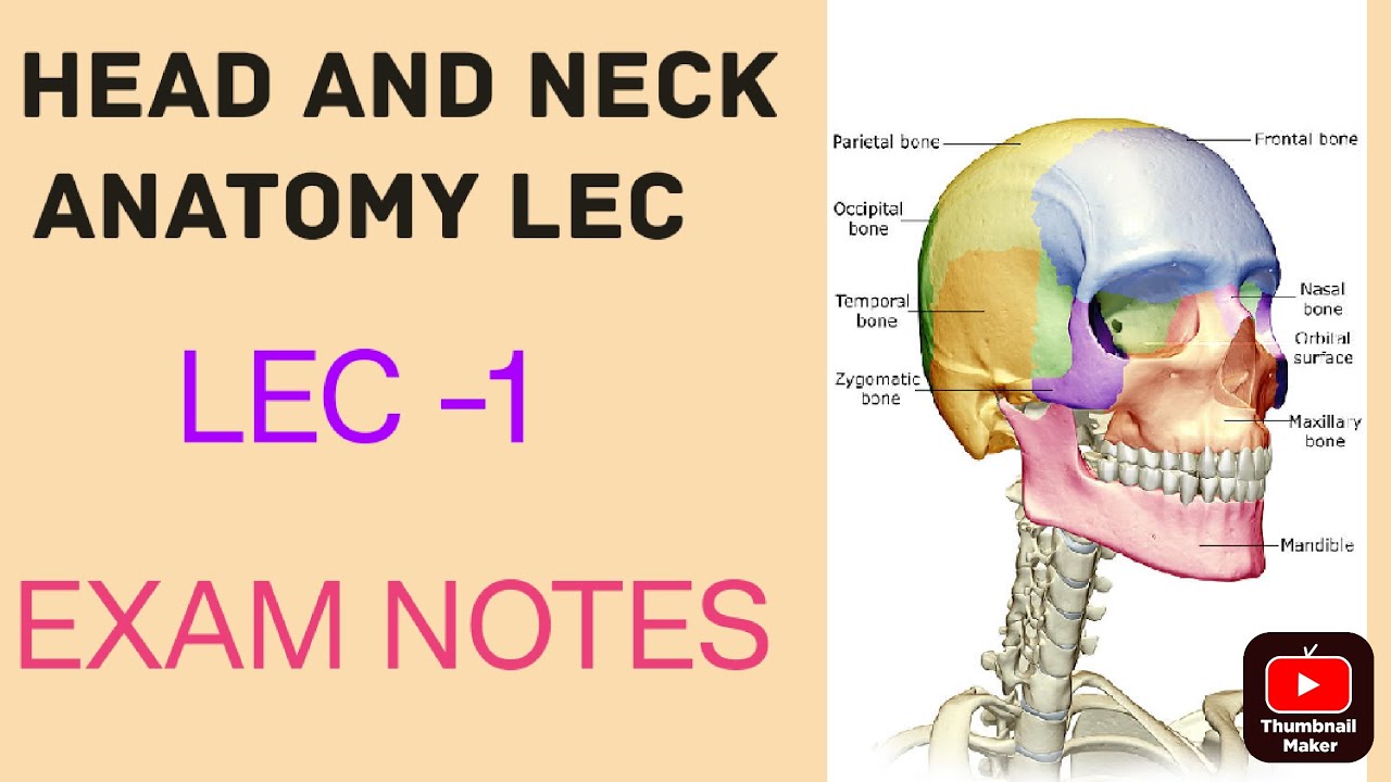 head and neck anatomy introduction||skull anatomy /scalp anatomy in ...
