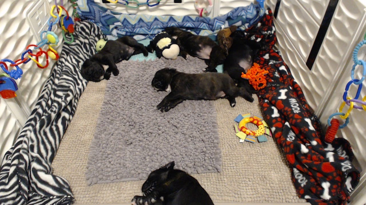 WATCH the THREE LITTERS of PENNY'S BOXER Puppies LIVE! - YouTube