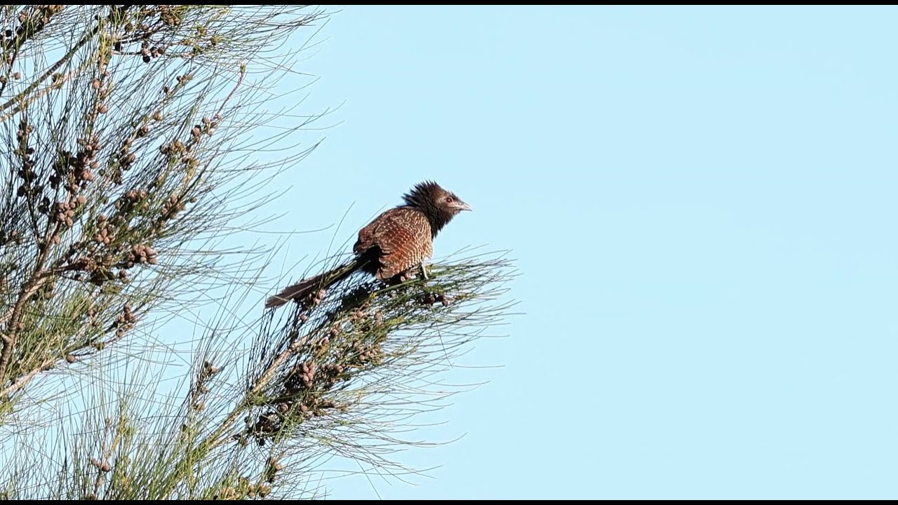 Pheasant Coucal at Oxley Creek Common, Feb 2023 - YouTube
