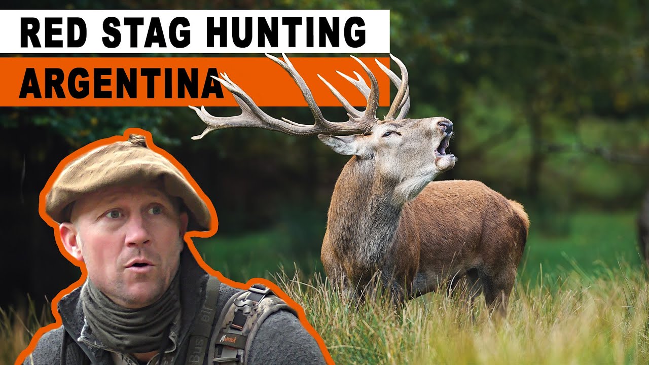 Red Stag Hunting Shot Argentina / World record // Chasse au cerf en ...