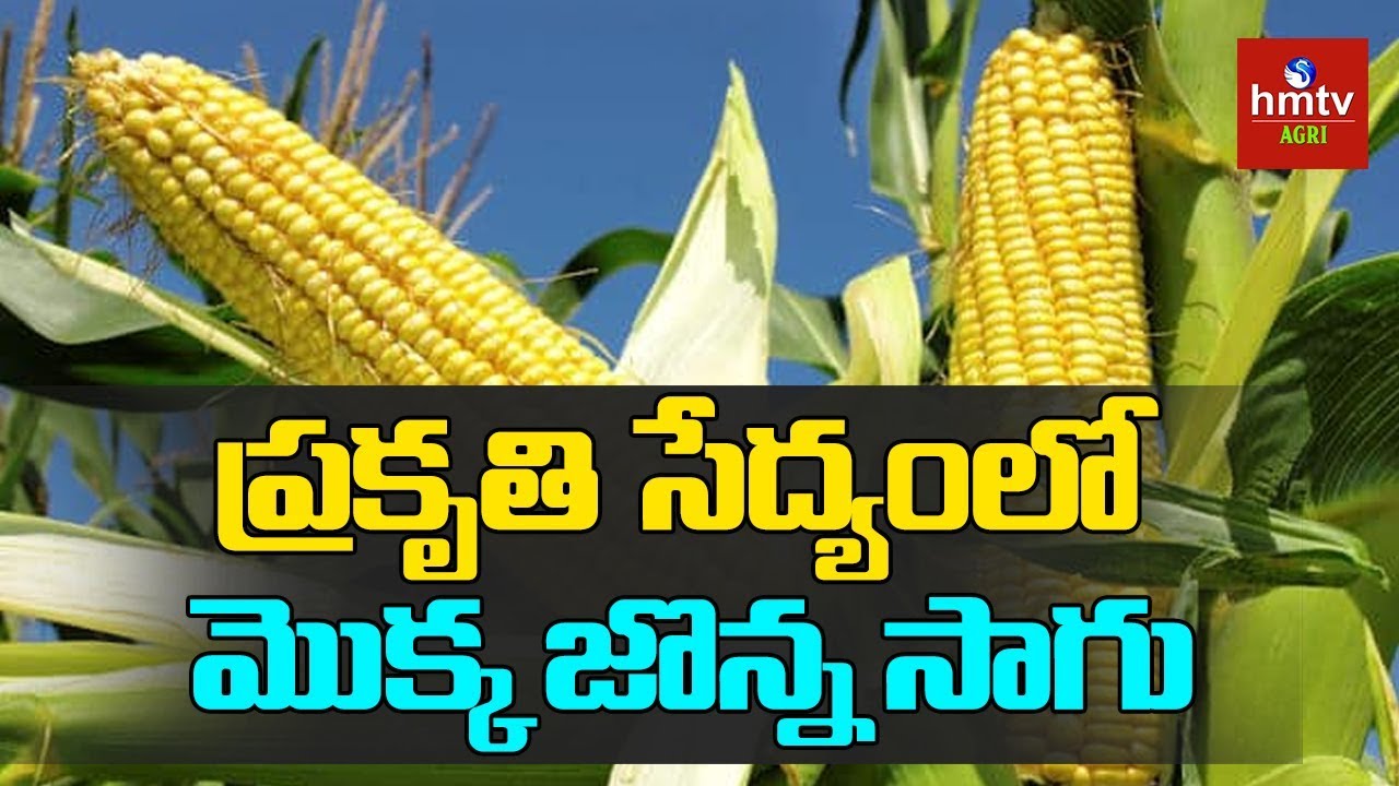 Sweet Corn Cultivation | Natural Farming | hmtv Agri - YouTube