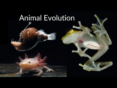 6 Weird Animals Evolution - YouTube