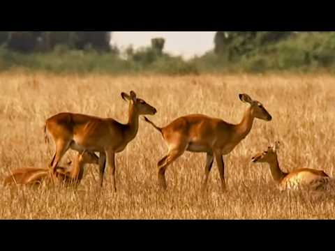 Животный гомосексуальность