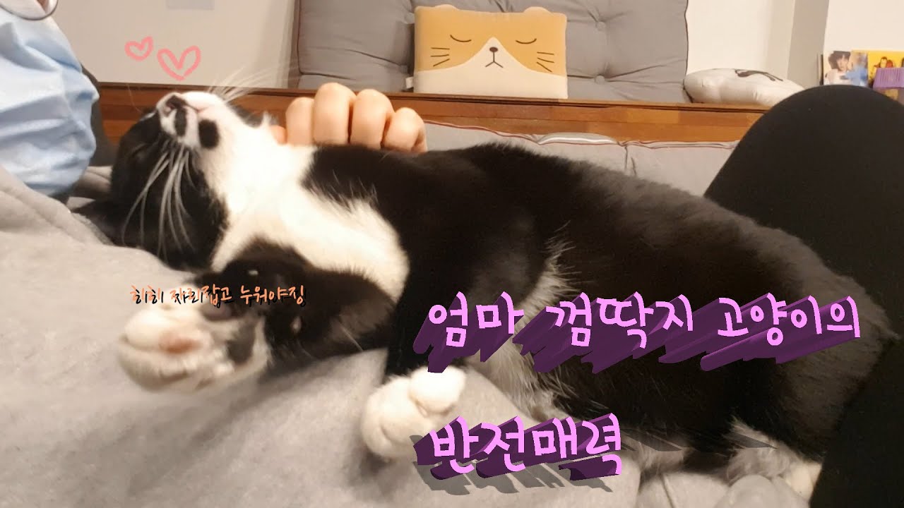 엄마 껌딱지 고양이 Youtube