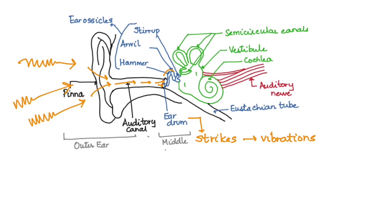 THE WORKING OF HUMAN EAR: HUMAN PHYSIOLOGY: CH-21 ISC/CBSE 11 - YouTube