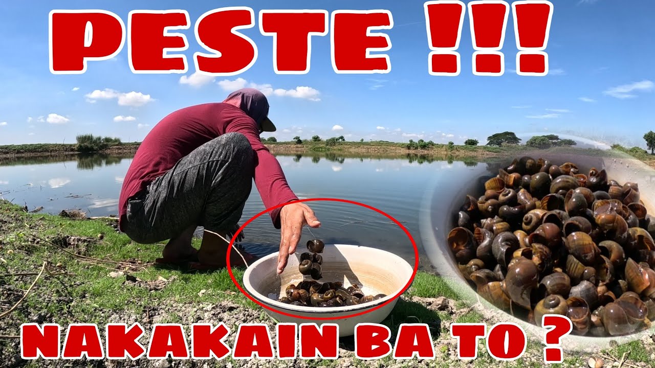 Peste kung ituring | Pangunguha ng Susong imported o kuhol | grabe ...