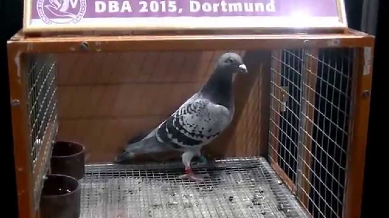 the best German Pigeons ,Najlepsze gołębie Niemiec , DBA Superstar ...