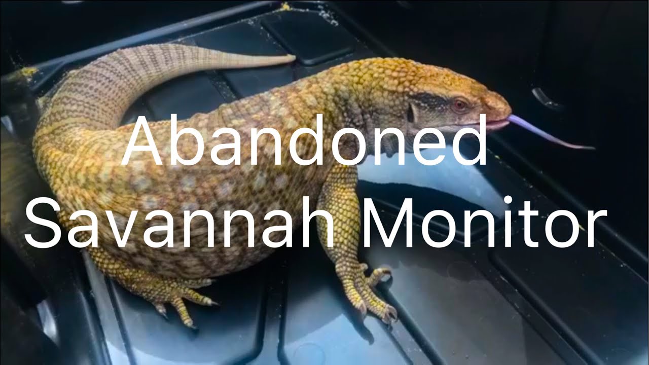 Abandoned Savannah Monitor in Florida - YouTube