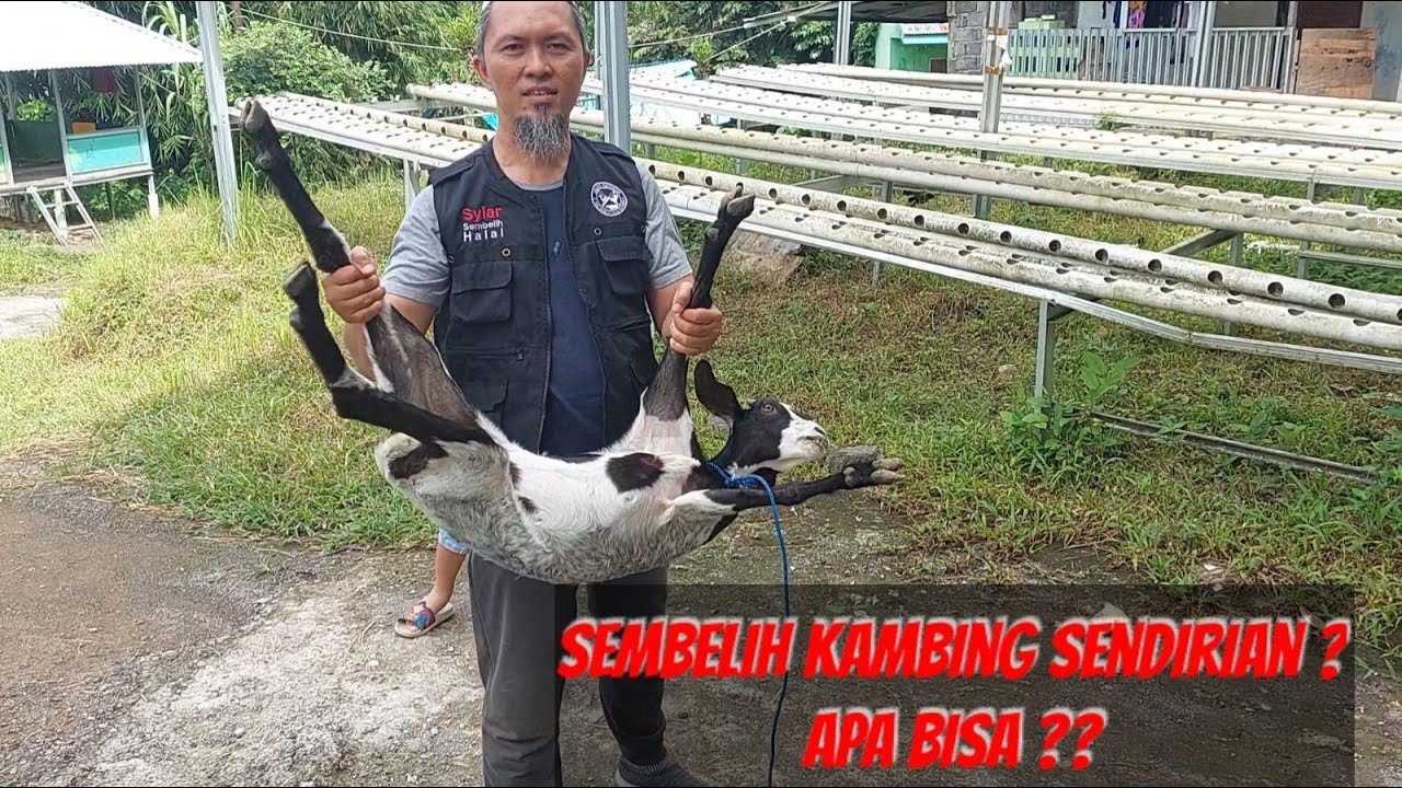 cara sembelih kambing sendiri | Sunnah sembelih dengan ihsan | Syiar ...