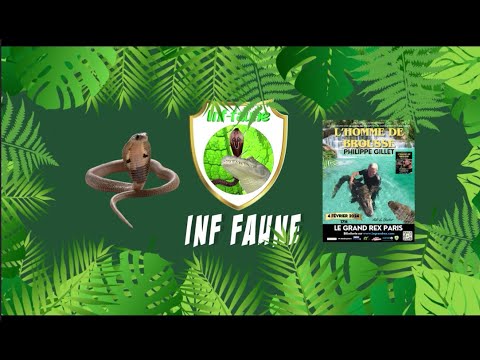 LES COBRAS INDIENS  - Le Naja Naja !