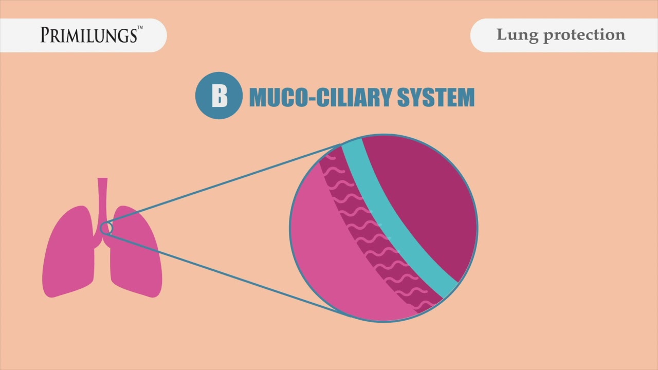 Dr. Ted Presents - Breathing And The Lungs - YouTube