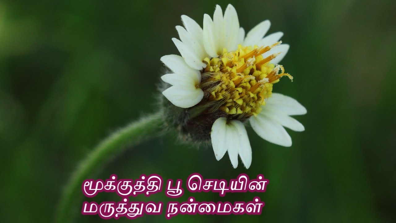மூக்குத்தி பூ செடியின் மருத்துவ நன்மைகள்/கோணேசர் மூலிகை/Tridax ...