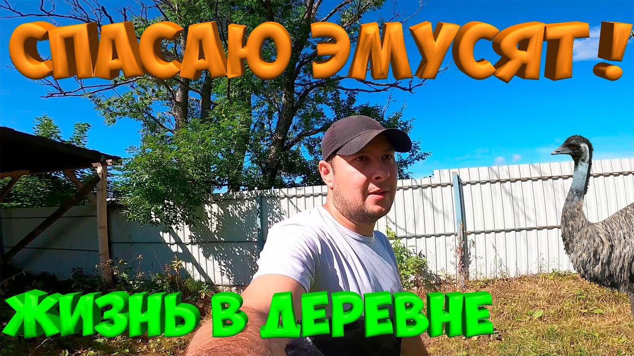 СПАСАЮ ЭМУСЯТ РАЗДЕЛИЛ НАВЕС ЖАХНУЛ ПО ПАЛЬЦУ [Жизнь в деревне