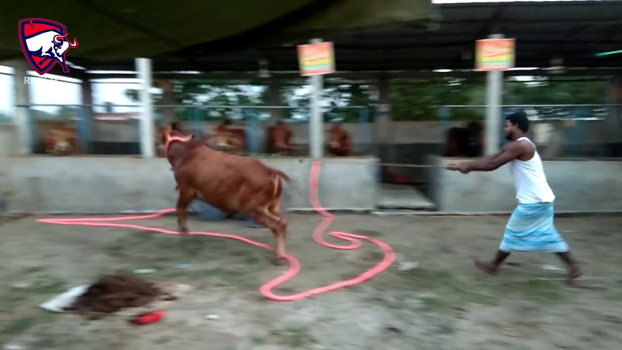 Mini Brahman Cow Playing with his owner | Dehsal Agro Farm 2019 - YouTube