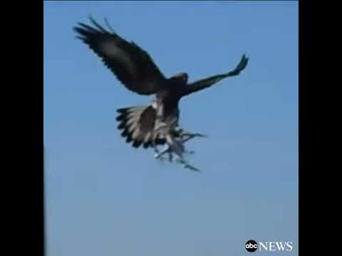 Eagles vs Drones: Eagles Trained to Take Down Drones | ABC News - YouTube