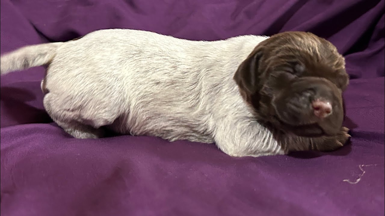 2024 Week 2 Update CC/Sage Run Jump Shoot Wirehaired Pointing Griffon ...